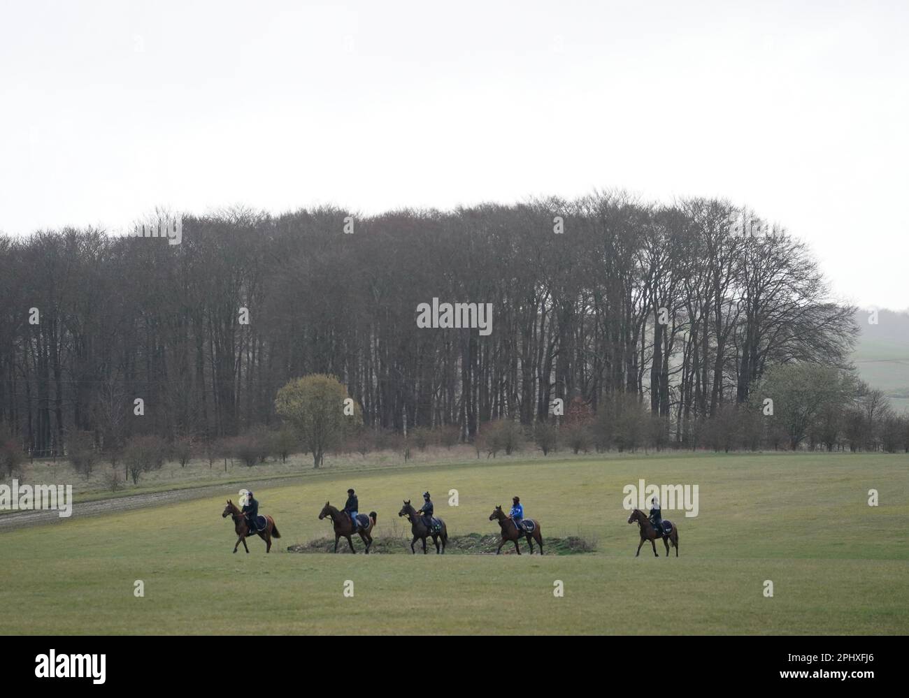 On the gallops during stable visit at seven barrows stables hi-res ...