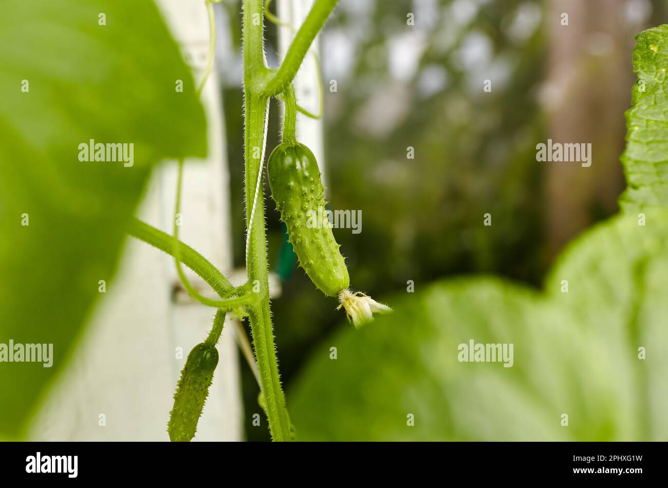 Natural cucumber grows in a greenhouse. Growing fresh vegetables in a ...