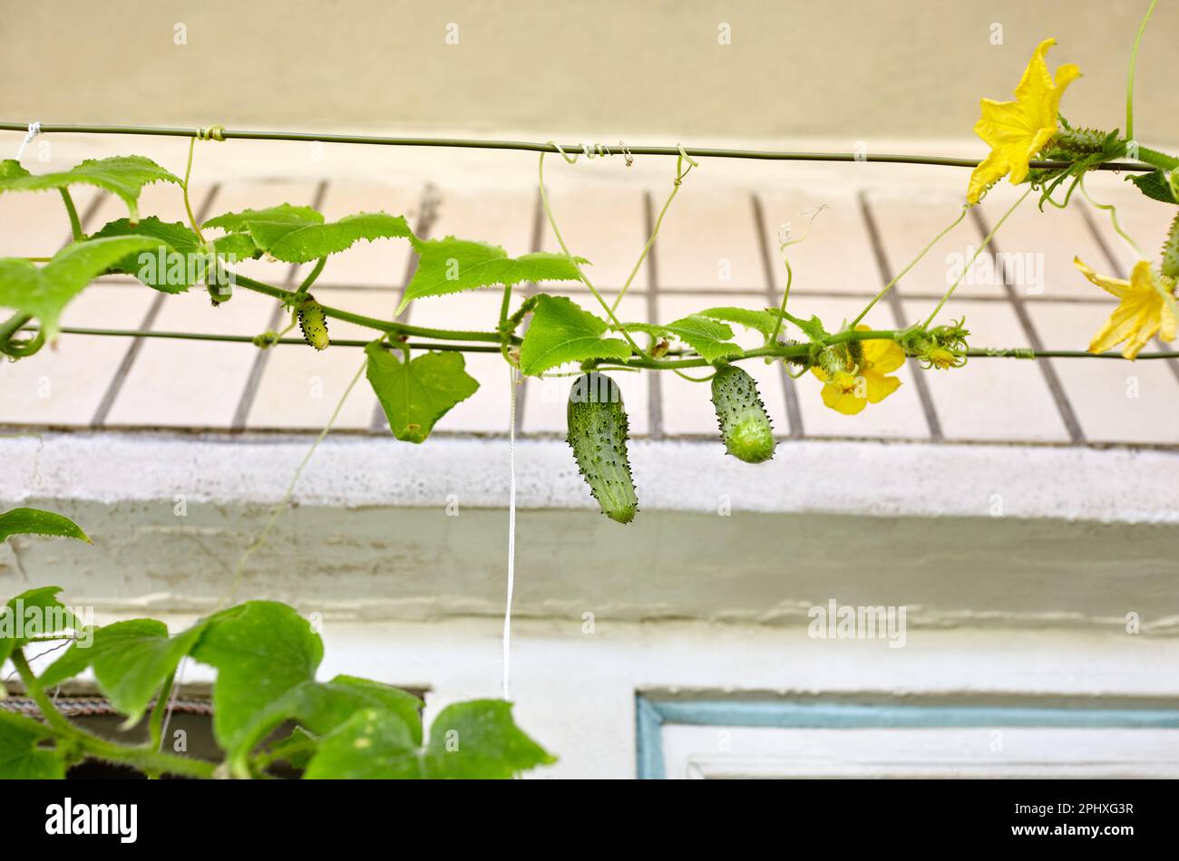 Natural cucumber grows in a greenhouse. Growing fresh vegetables in a ...