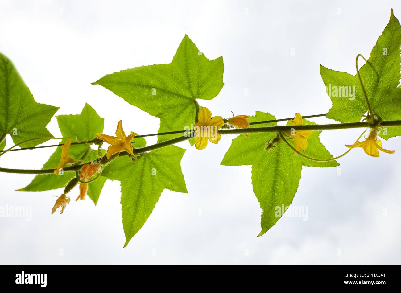 Natural cucumber grows in a greenhouse. Growing fresh vegetables on sky ...