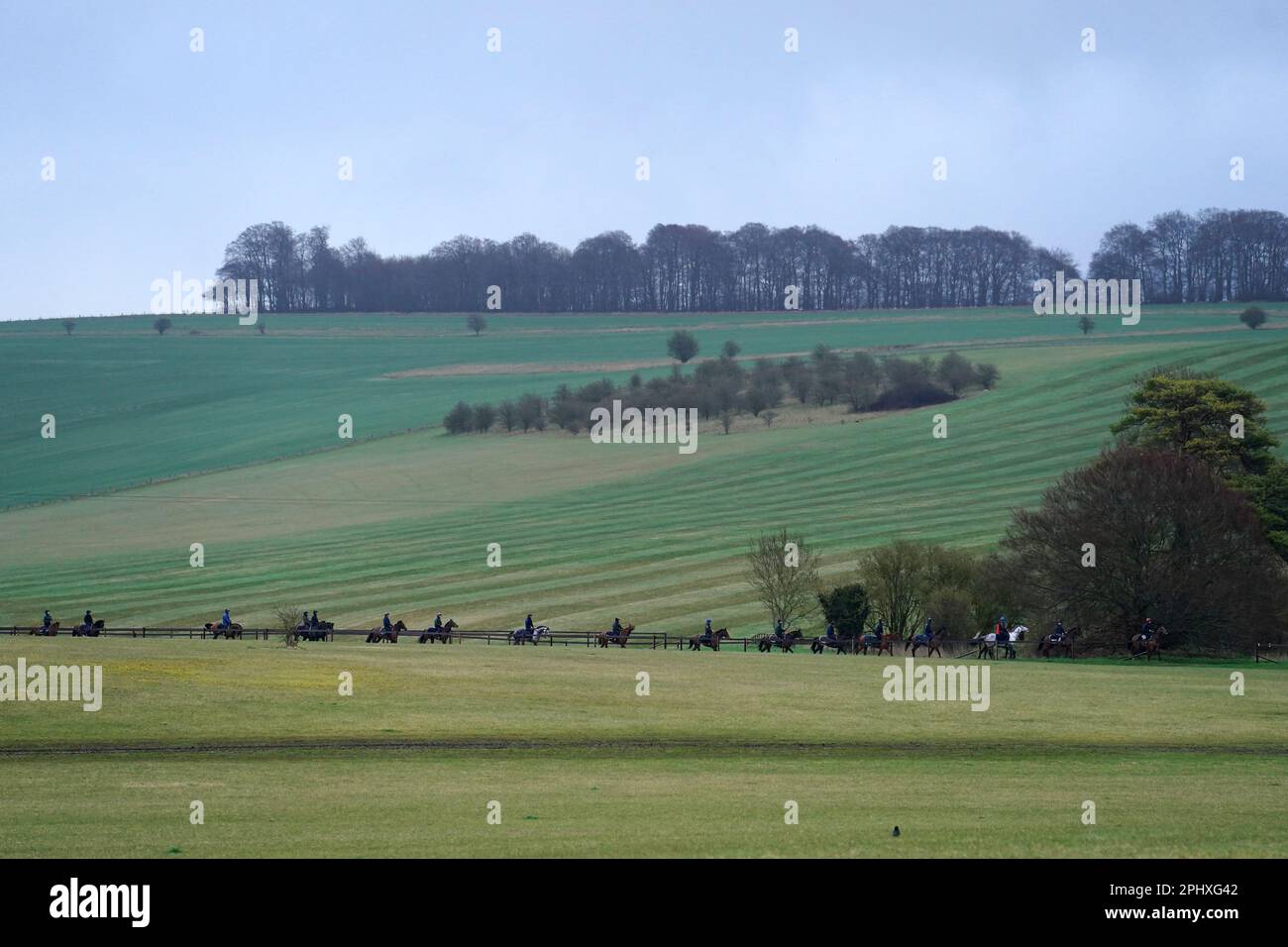 Horses make their way back from the gallops during at visit to Seven ...