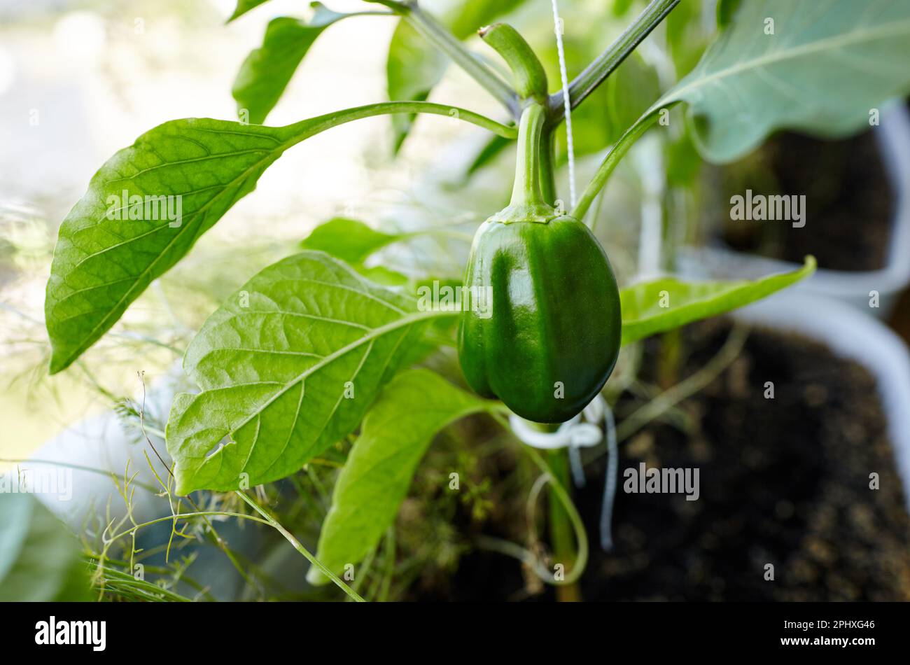 Green peppers grows in a greenhouse. Growing fresh vegetables at farm Stock Photo - Alamy