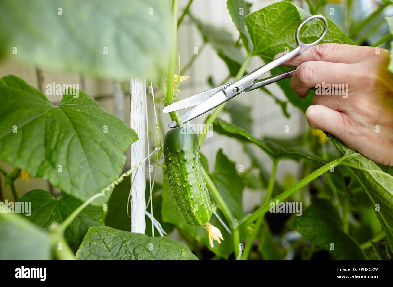 Men's hands harvests cuts the cucumber with scissors. Farmer man ...