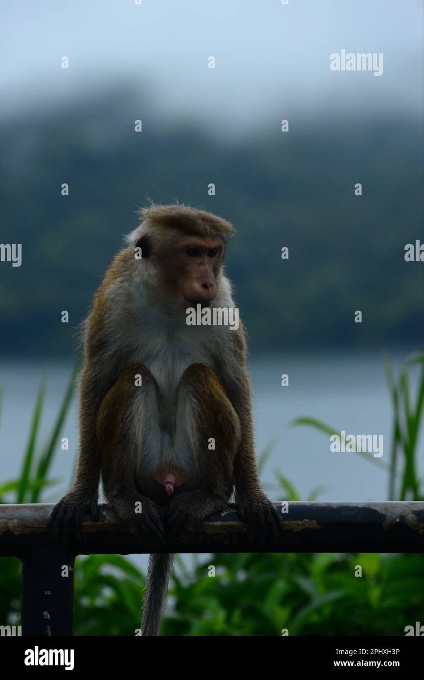 Sri lankan monkeys for china hi-res stock photography and images - Alamy