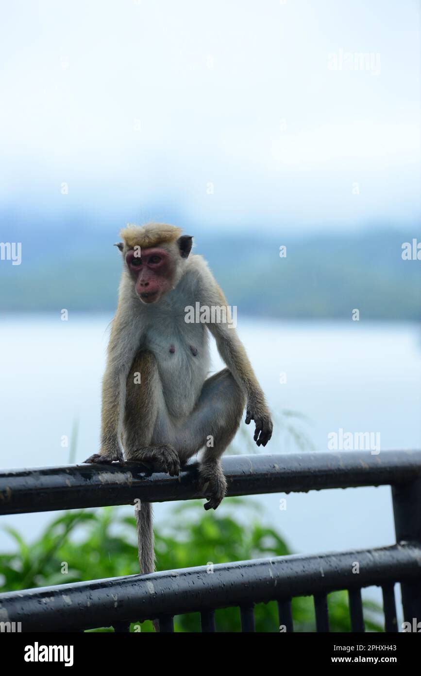Monkey hotel sri lanka hi-res stock photography and images - Alamy