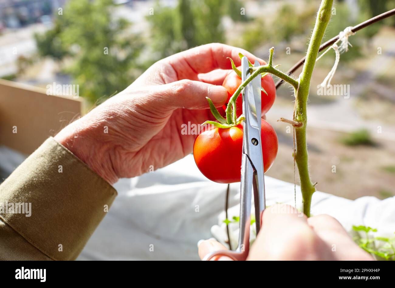 Men's hands harvests cuts the tomato plant with scissors. Farmer man ...