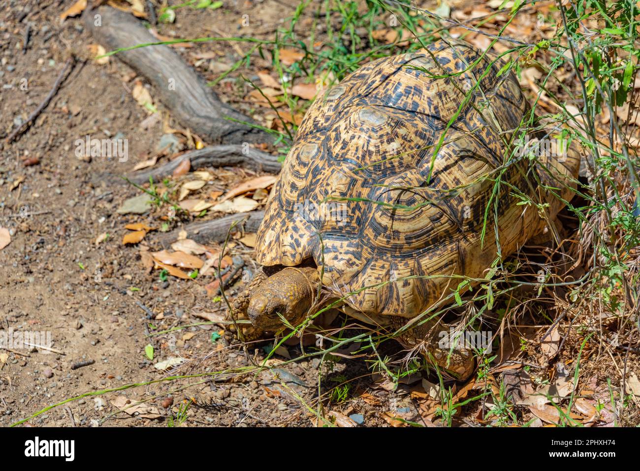 Hermann tortoise at Albera reproduction center, Spain Stock Photo - Alamy