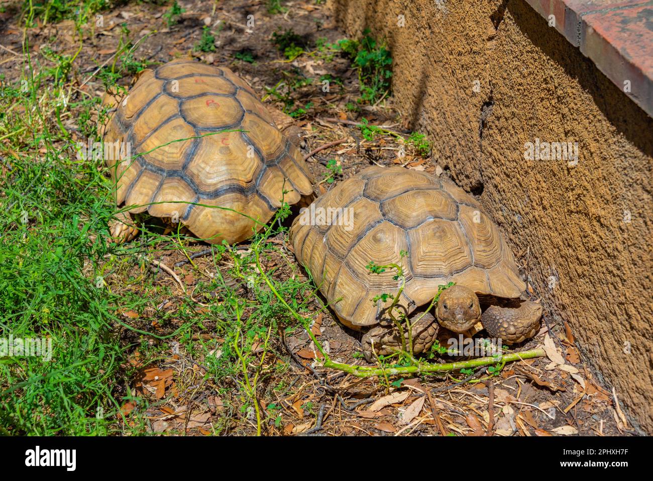 Hermann tortoise at Albera reproduction center, Spain Stock Photo - Alamy