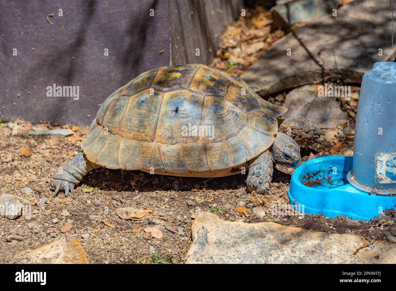 Hermann tortoise at Albera reproduction center, Spain Stock Photo - Alamy