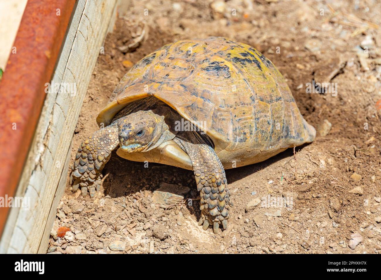 Hermann tortoise at Albera reproduction center, Spain Stock Photo - Alamy