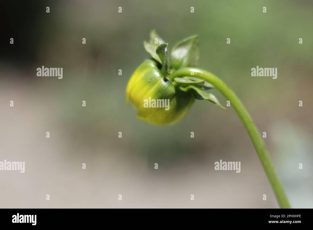 Dahlia bud drooping down with green bokeh background Stock Photo - Alamy