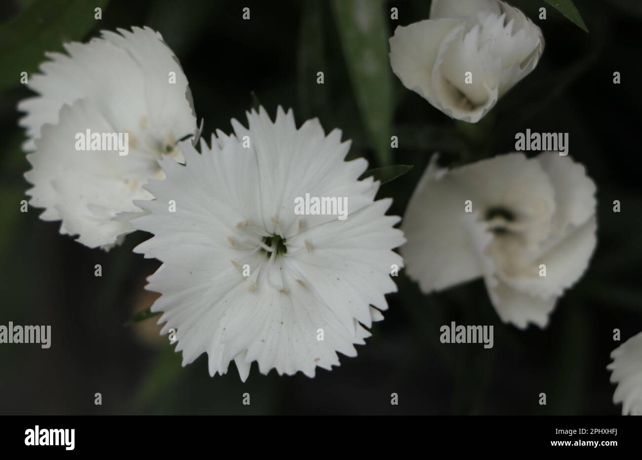 Dianthus White Plant Stock Photo - Alamy