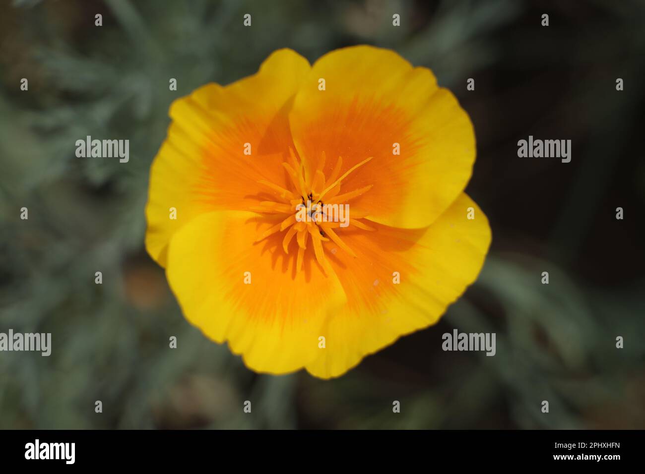 California Poppy Orange Stock Photo - Alamy