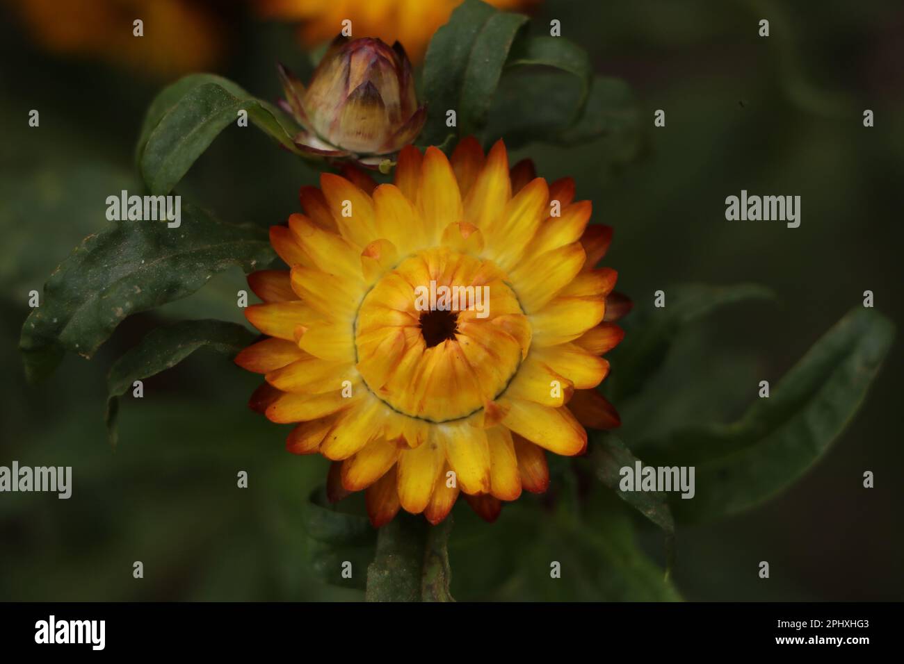 Everlasting daisy flowers hi-res stock photography and images - Alamy