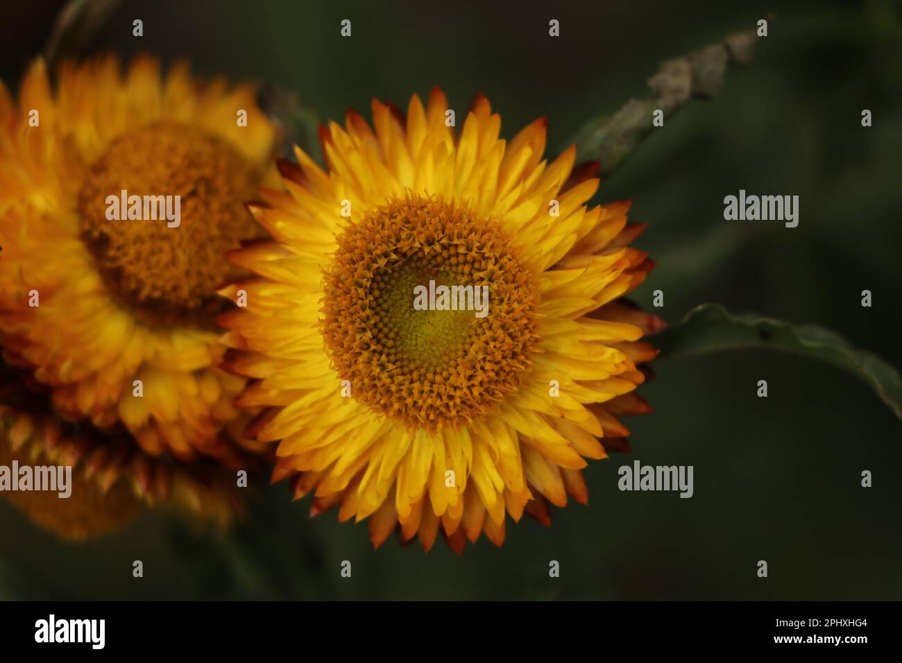 Strawflower Copper Red. Everlasting Daisy Everlasting. Flower ...