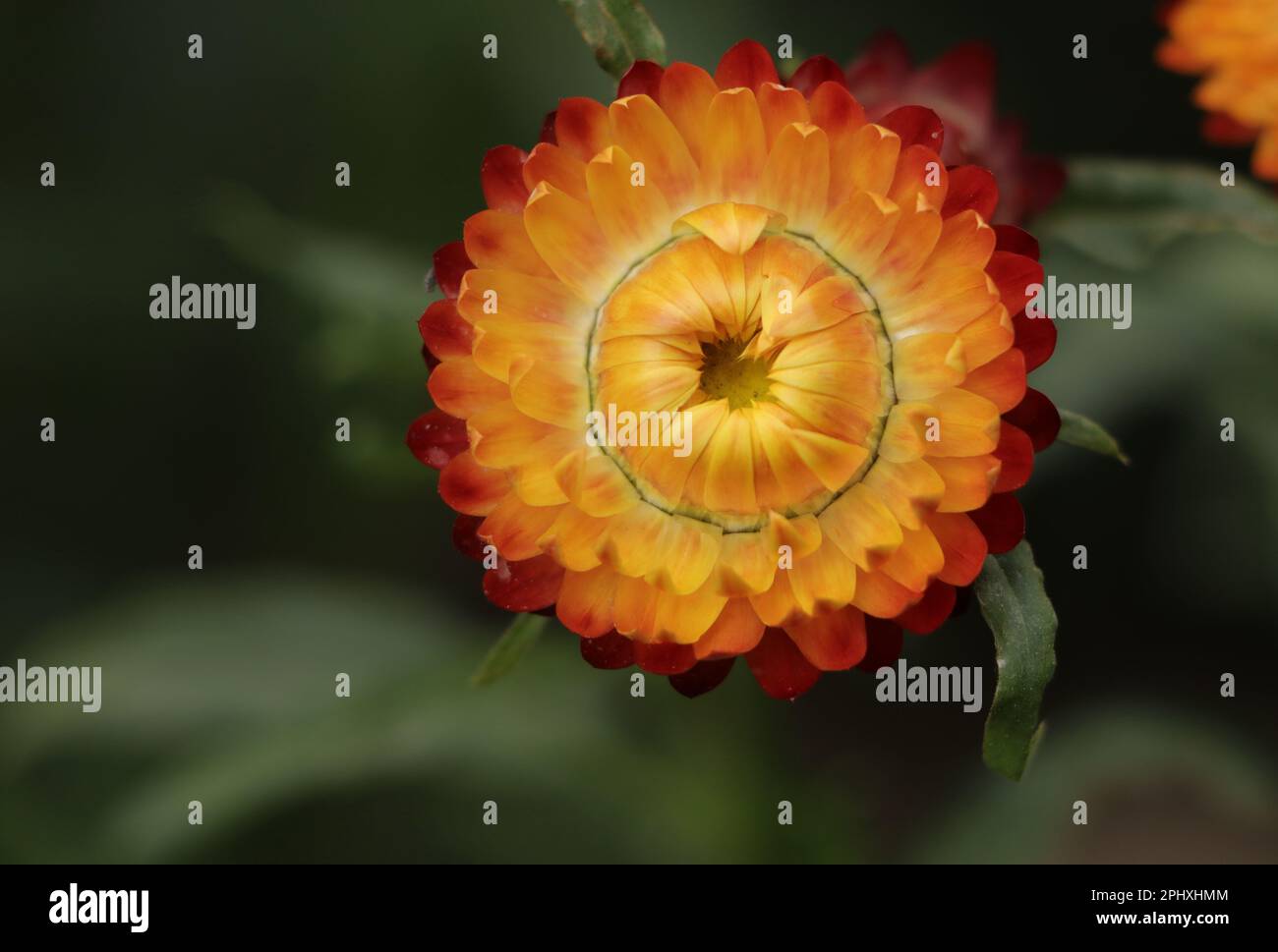 Strawflower Copper Red. Everlasting Daisy Everlasting. Flower ...