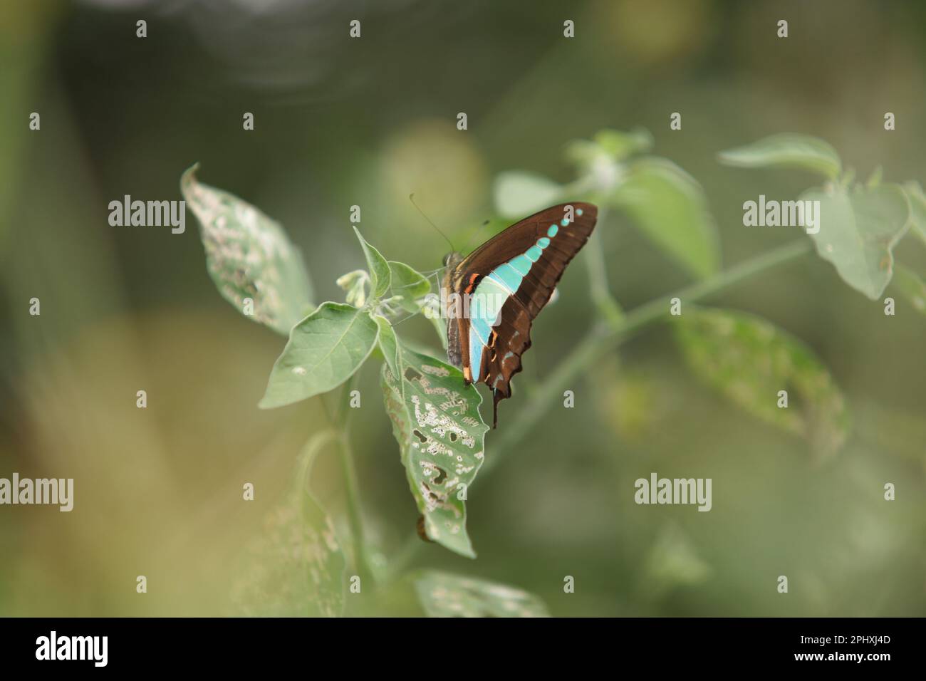 Blue triangle butterfly australia hi-res stock photography and images ...