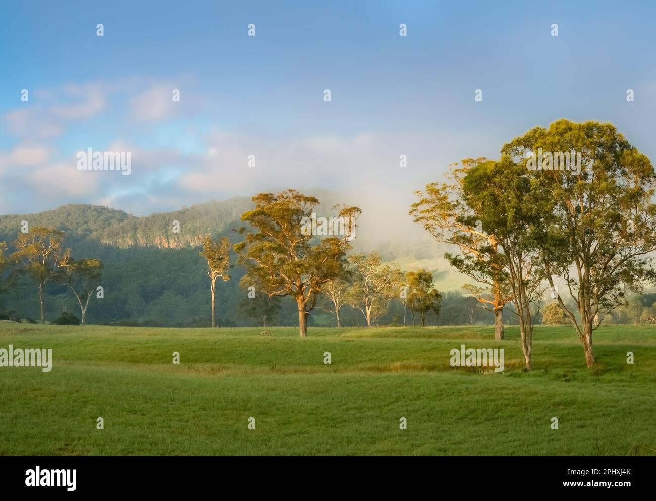 Mist over trees in field and surrounding hills as sun rises in Kangaroo ...
