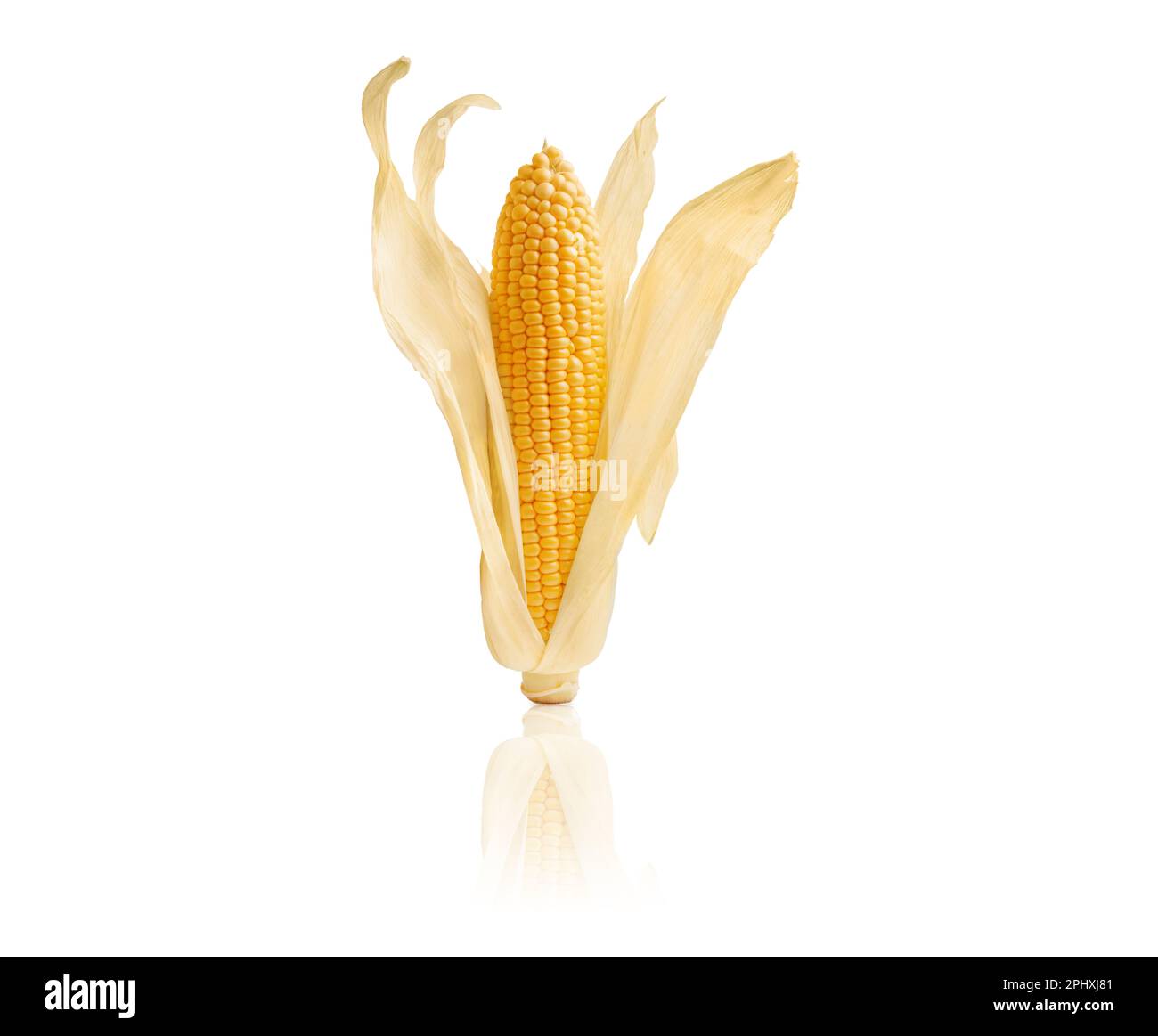 Ear of corn isolated on white background Stock Photo - Alamy
