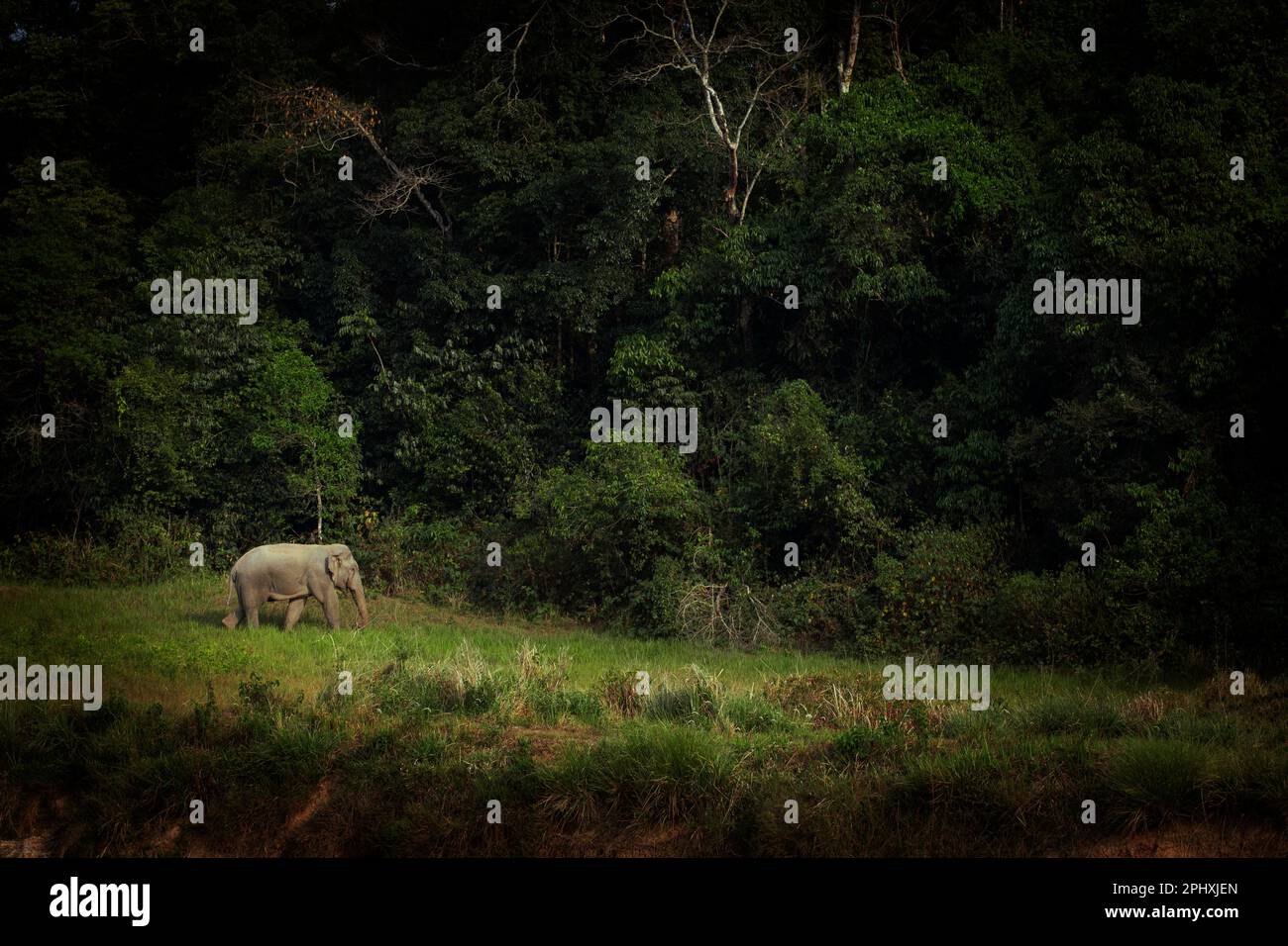 male asia elephant walking alone at khaoyai national park thailand ...