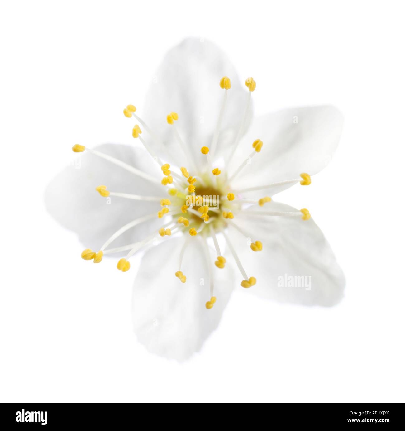 Prunus cerasifera blossom february Cut Out Stock Images & Pictures - Alamy