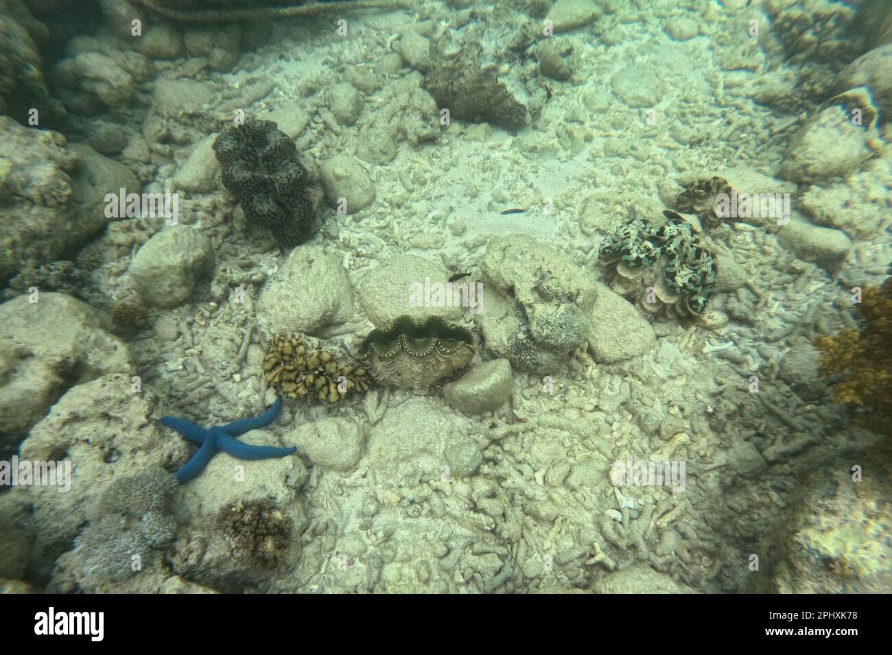 A blue starfish on a sunlit seabed in Camiguin, Philippines Stock Photo ...