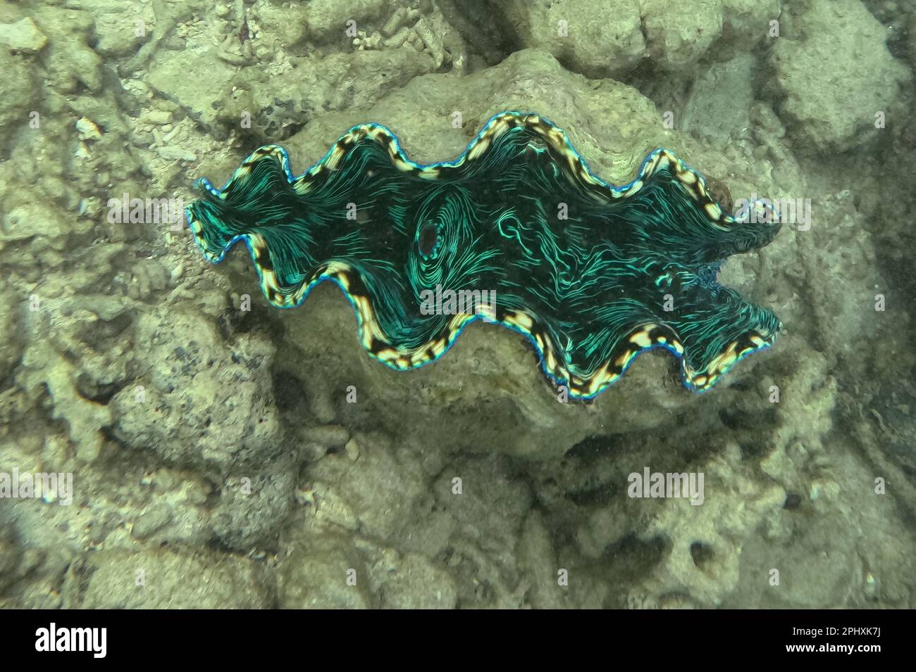 Close-up of a giant clam with geen lips at the Giant Clam Sanctuary in ...