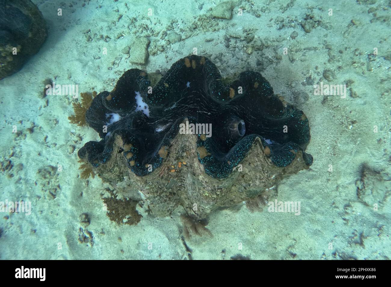 Close-up of a giant clam with blue lips at the Giant Clam Sanctuary in ...