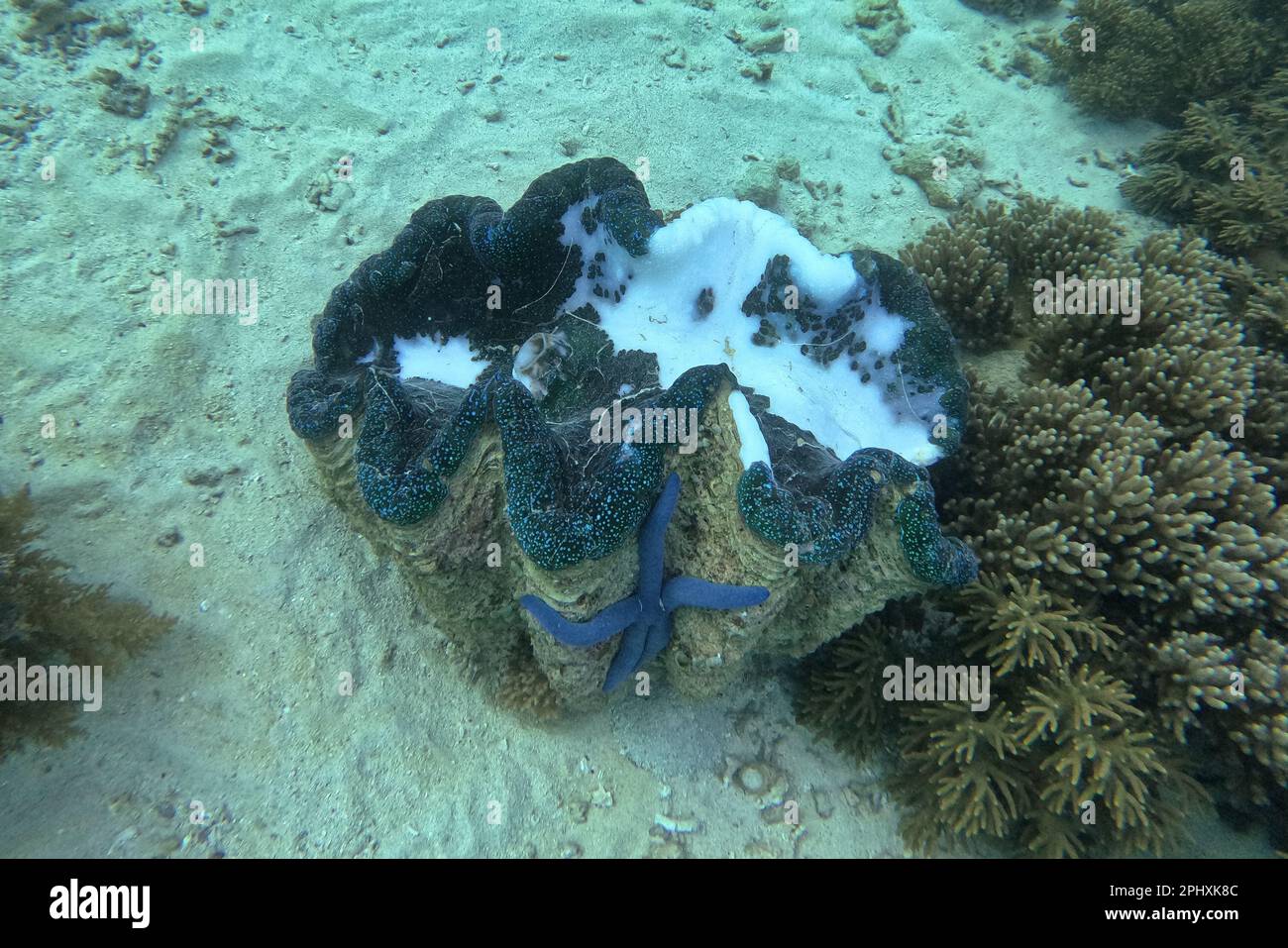Close-up of a giant clam with blue lips at the Giant Clam Sanctuary in ...