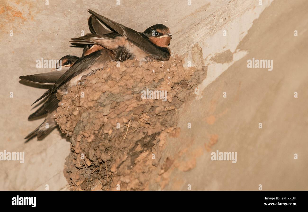 Welcome swallow birds nesting in mud nests in small colony sheltered ...