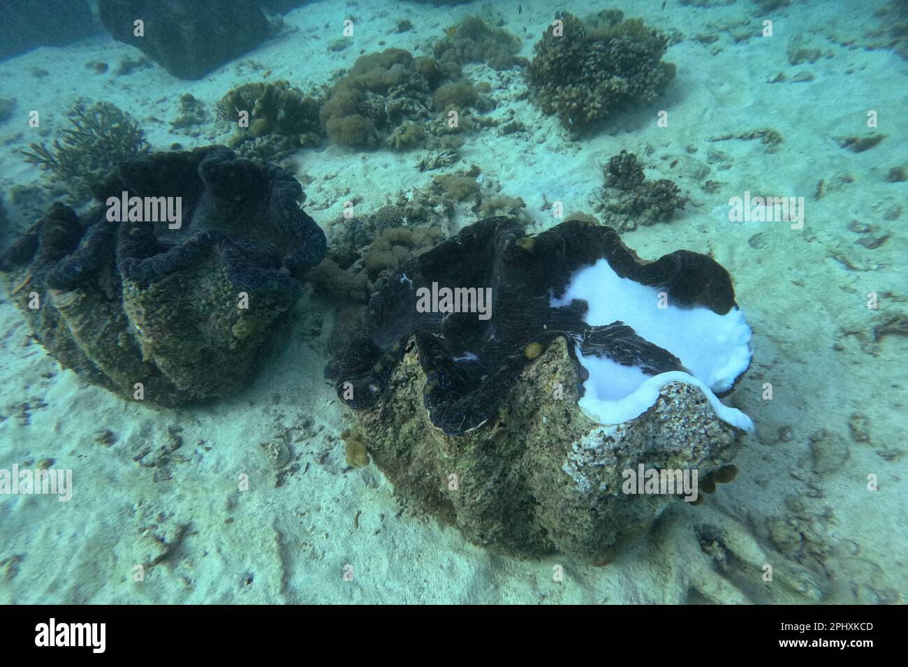 Close-up of a giant clam with blue lips at the Giant Clam Sanctuary in ...