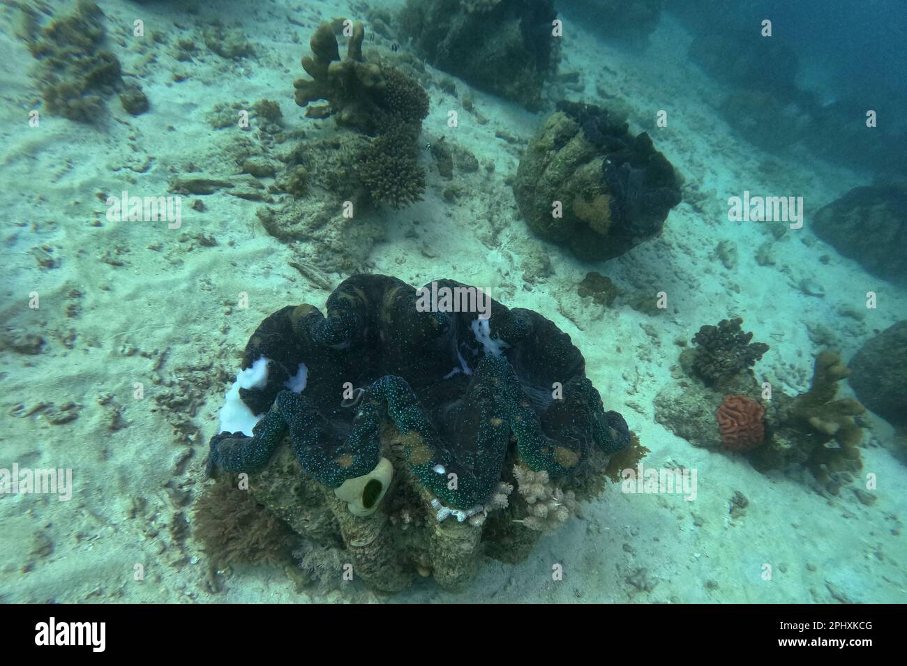 Close-up of a giant clam with blue lips at the Giant Clam Sanctuary in ...