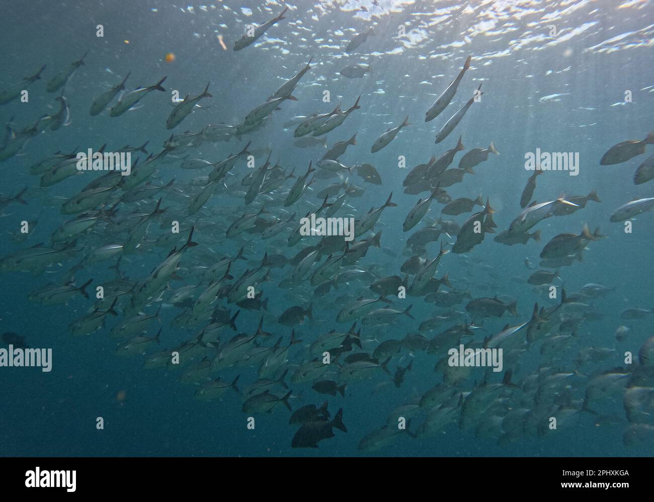 A huge school of fish taken from below Camiguin in the Philippines ...