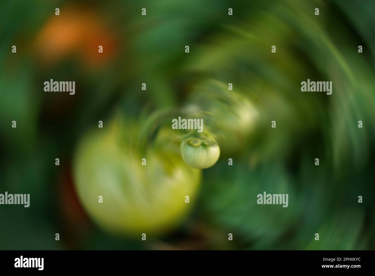 Blurry vegetable background. Blur tomato garden background. Vegetables ...
