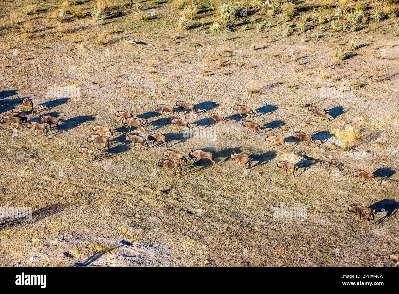 Wildebeest herd aerial view of the countryside of the Okavango Delta ...