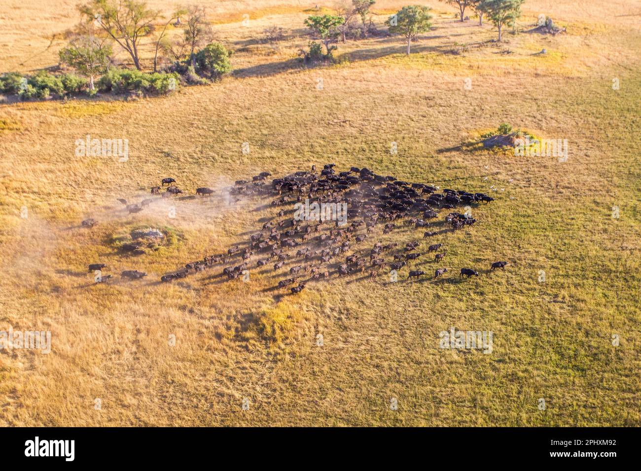 Aerial view of a Buffalo herd in the countryside of the Okavango Delta ...