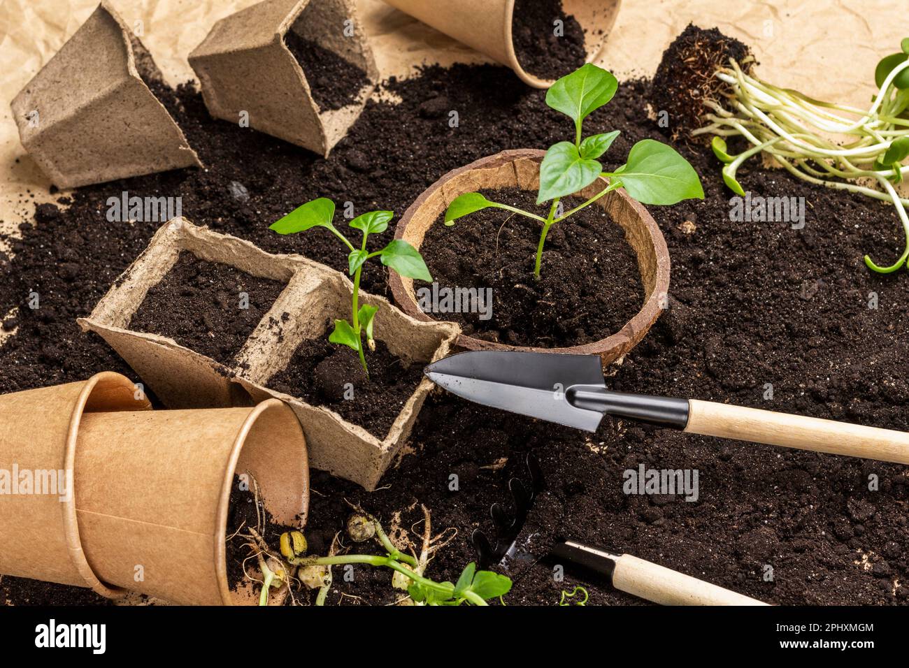 Sunflower pea sprouts soil hi-res stock photography and images - Alamy