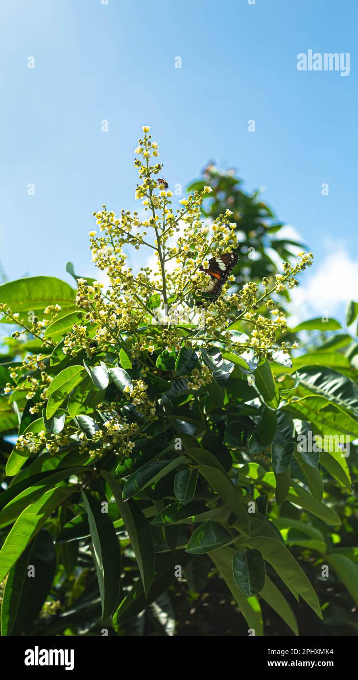 Longan flower or Dimocarpus longan flower or flower kelengkeng or ...