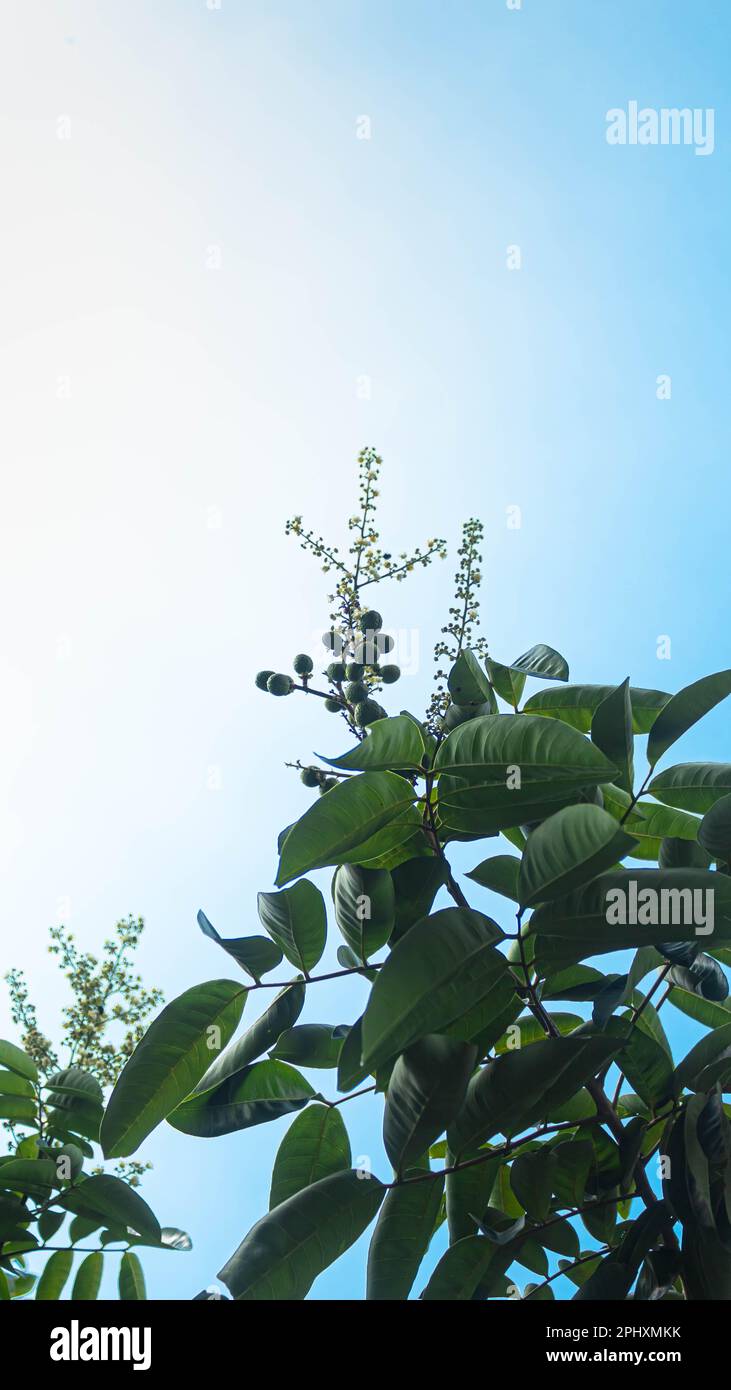 Longan flowers and young longan fruits on longan tree with blue sky ...