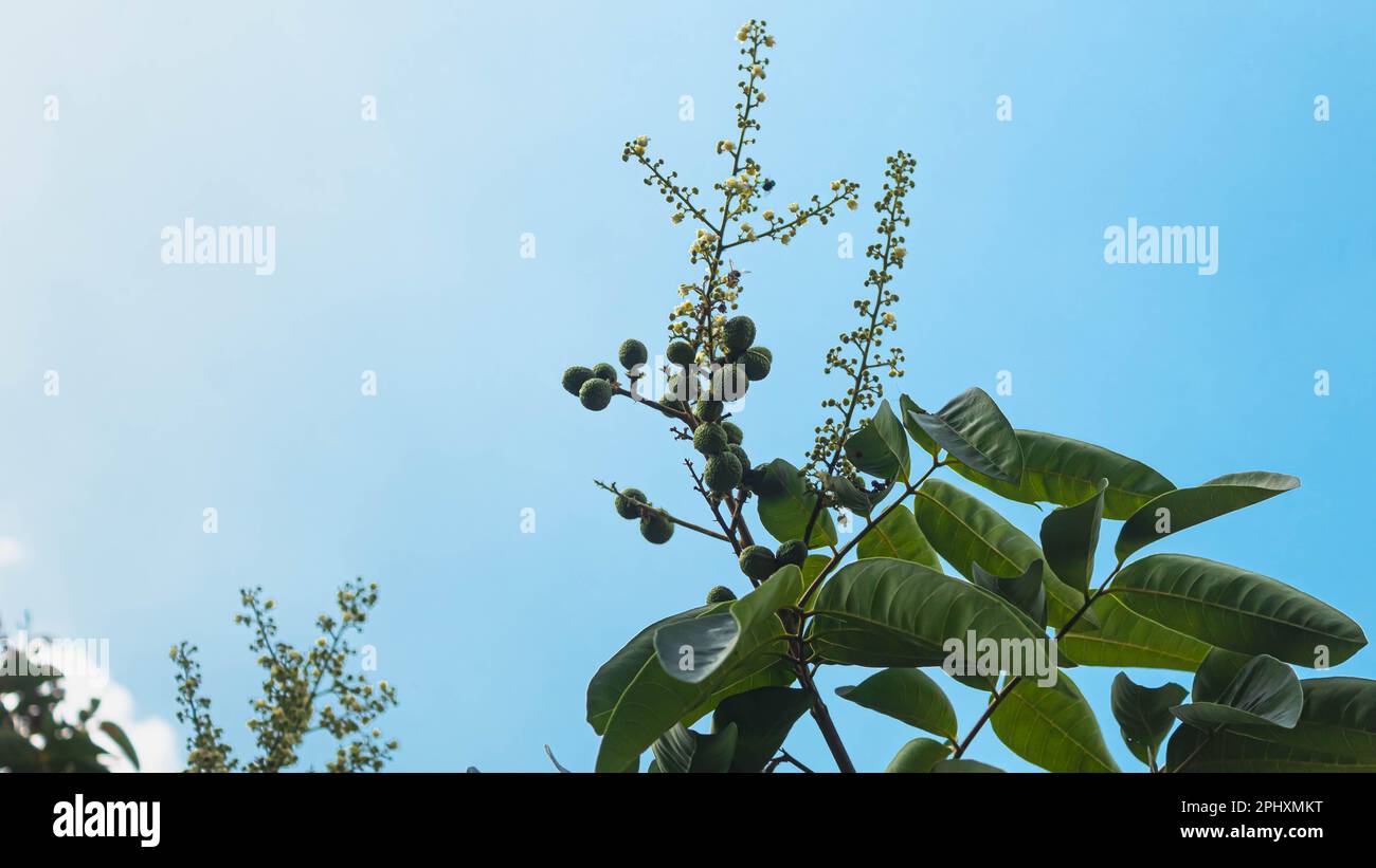 Longan flowers and young longan fruits on longan tree with blue sky ...