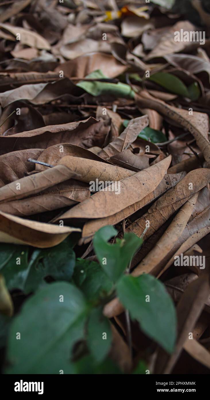 Longan leaves hi-res stock photography and images - Alamy
