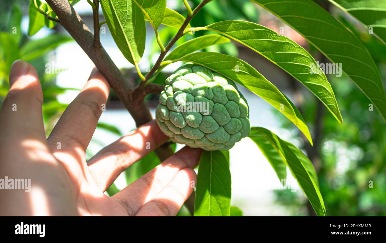 Custard apple or sarikaya fruit or sugar apple on hand. Custard apple ...