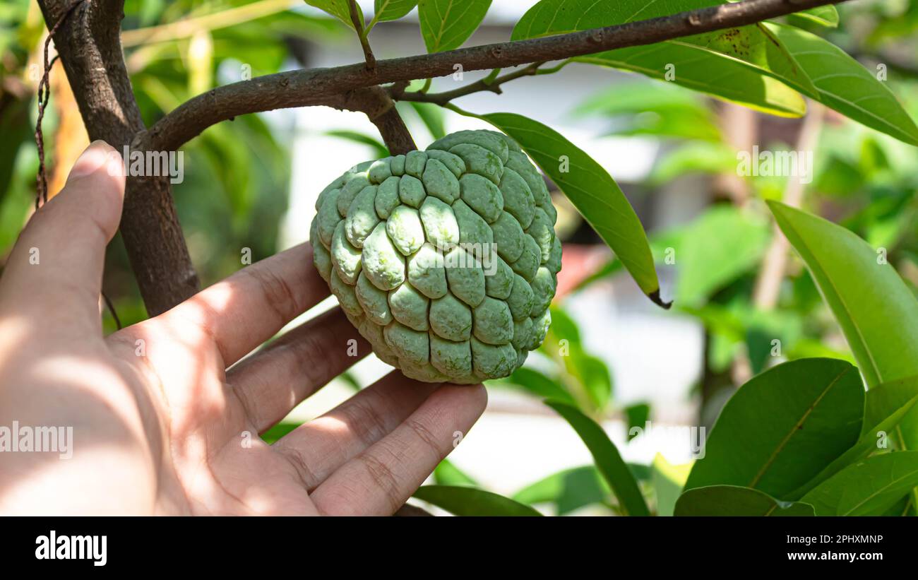 Custard apple or sarikaya fruit or sugar apple on hand. Custard apple ...