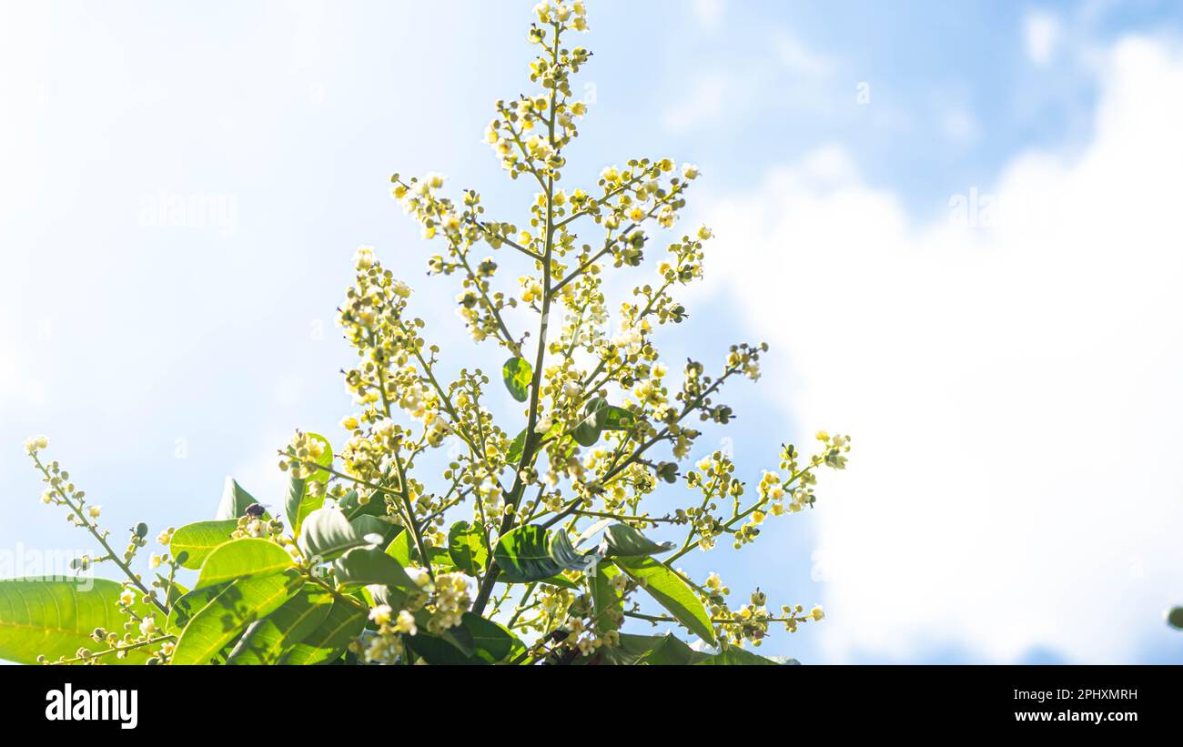 Longan flower or Dimocarpus longan flower or flower kelengkeng or ...