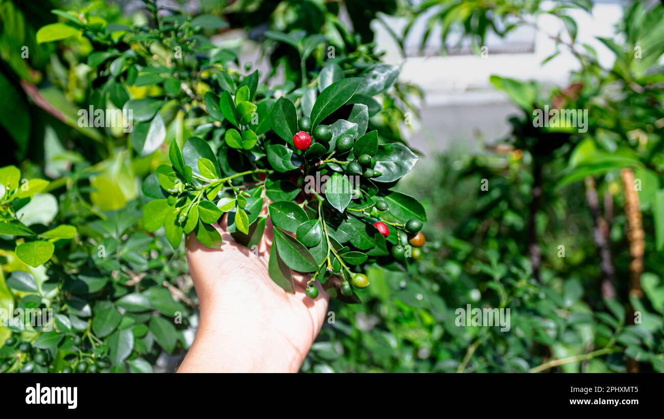 Orange jessamine plant hi-res stock photography and images - Alamy