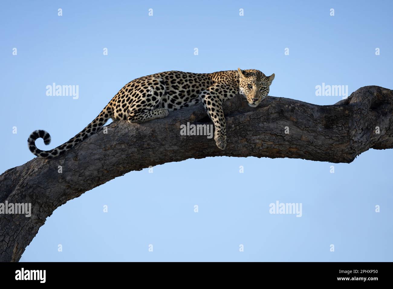 A leopard relaxes on a perfect branch, the perfect pose with eye ...