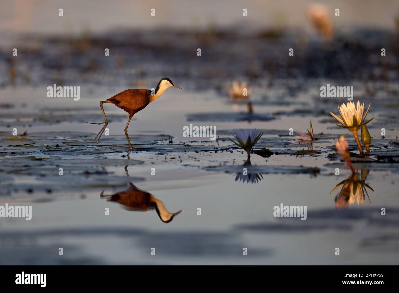 Lily trotter hi-res stock photography and images - Alamy