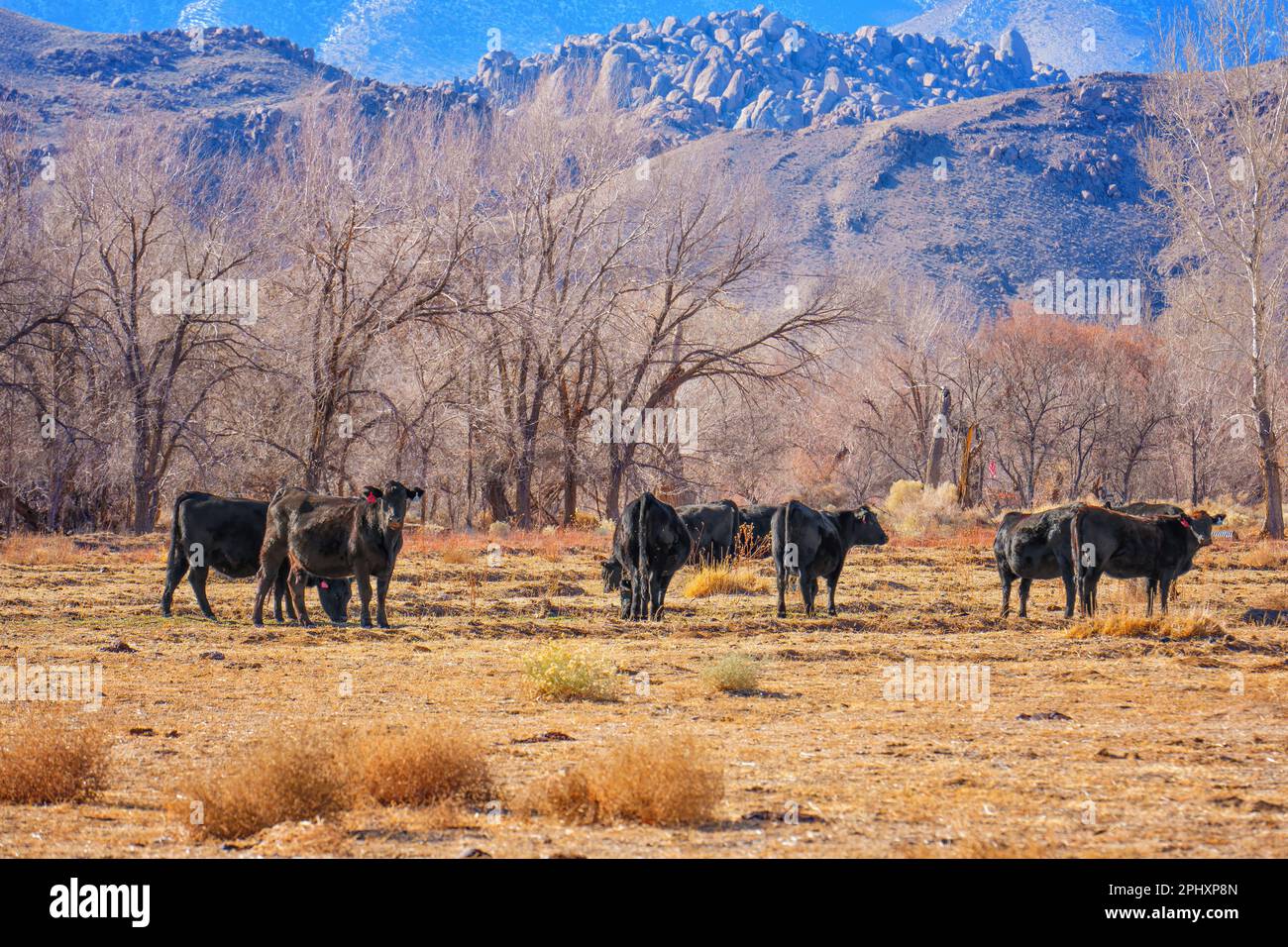 Group of cows at the base of Mount Whitney Stock Photo - Alamy