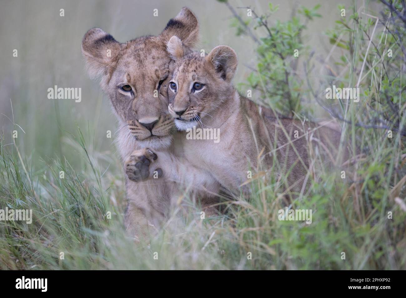 Two little lions, one of them is still very young, play with each other ...