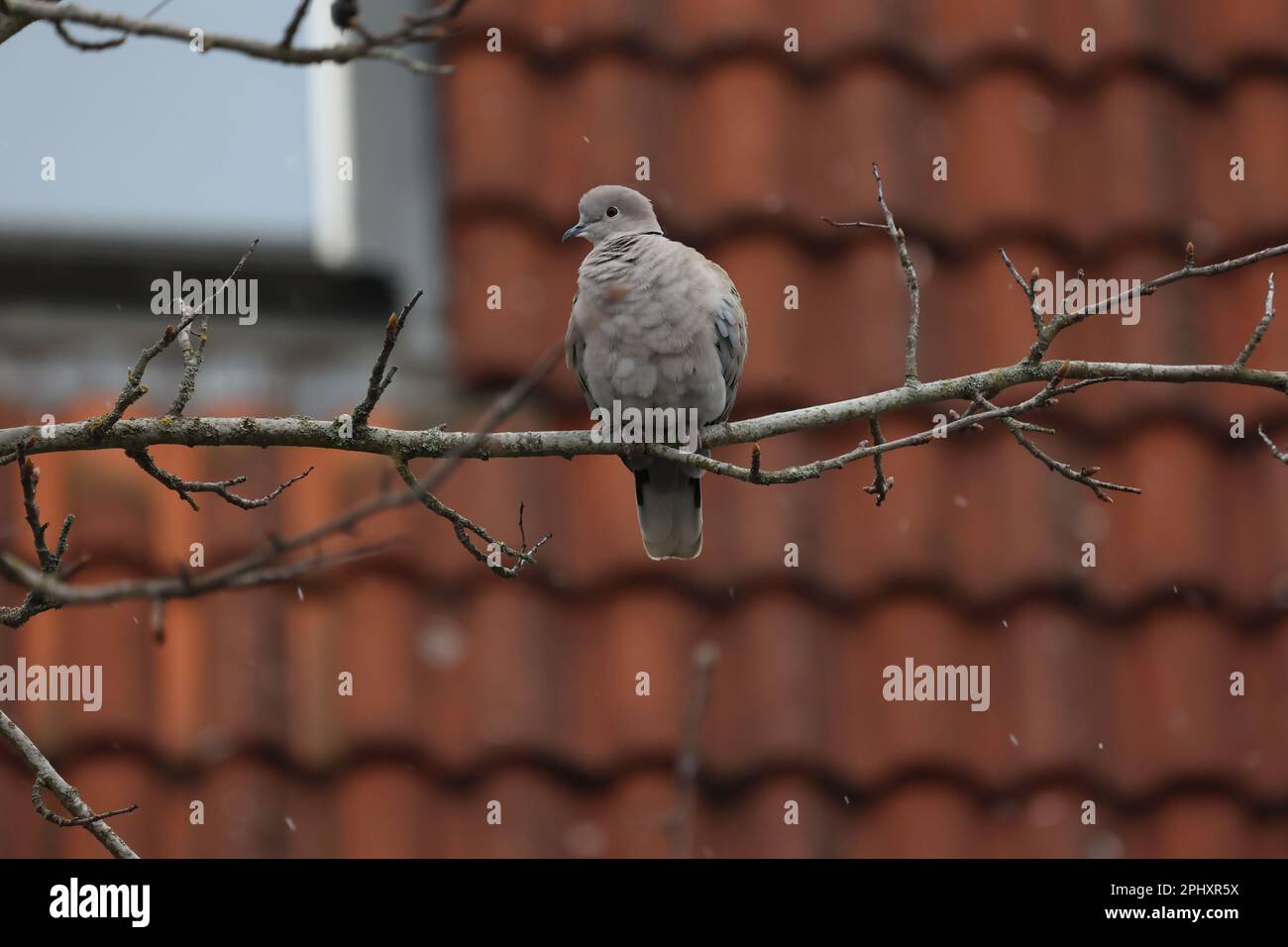 Wild pigeon on the tree. Turkish dove. The black neck stripe is a clear ...